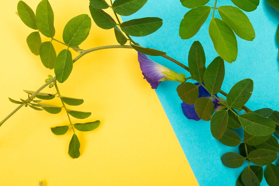 Butterfly Pea Flower Background - Free photo on Pixabay