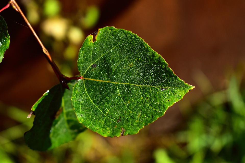 Leaf Aspen Botany - Free photo on Pixabay