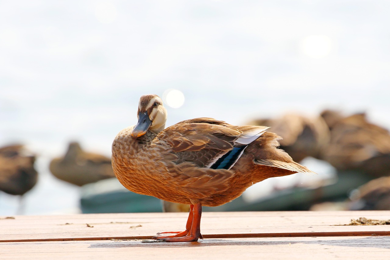 Pato Mallard Pájaro - Foto gratis en Pixabay