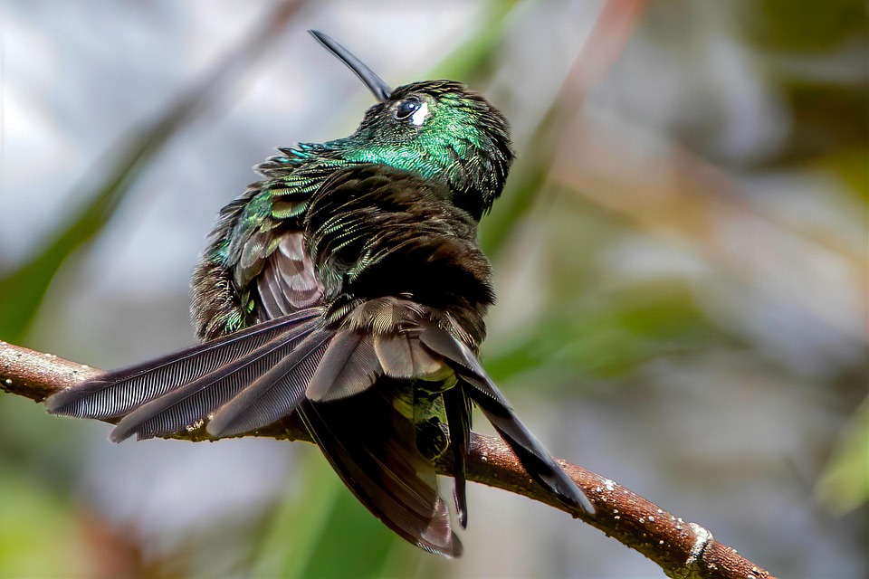 Cuba Green-Tailed Emerald - Free photo on Pixabay
