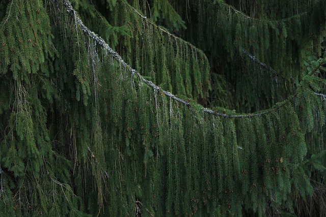Spruce Branches Tree Weeping - Free photo on Pixabay - Pixabay