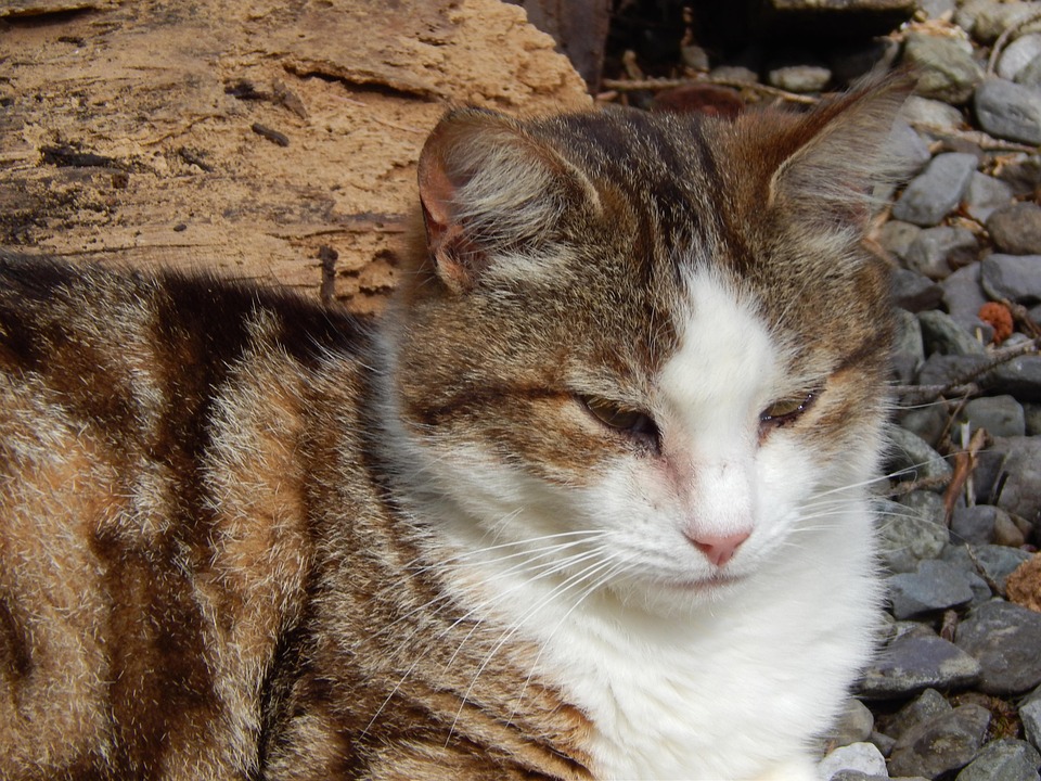 Cat Fur Feline - Free photo on Pixabay - Pixabay