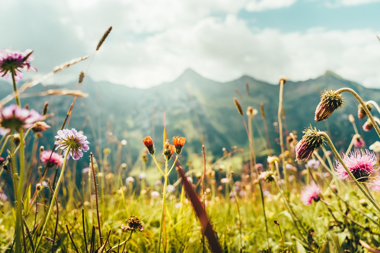 Fleurs Prairie Sauvages - Photo gratuite sur Pixabay