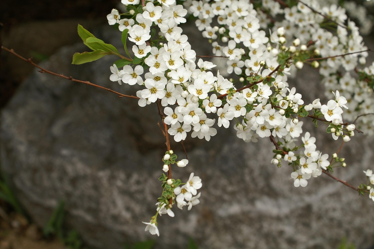 Fleurs Blanches Plante Ornementale - Photo gratuite sur Pixabay - Pixabay