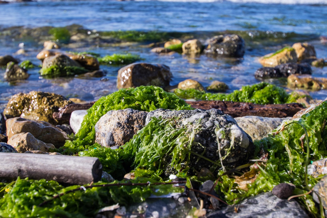 500+ Free Seaweed & Nature Photos - Pixabay