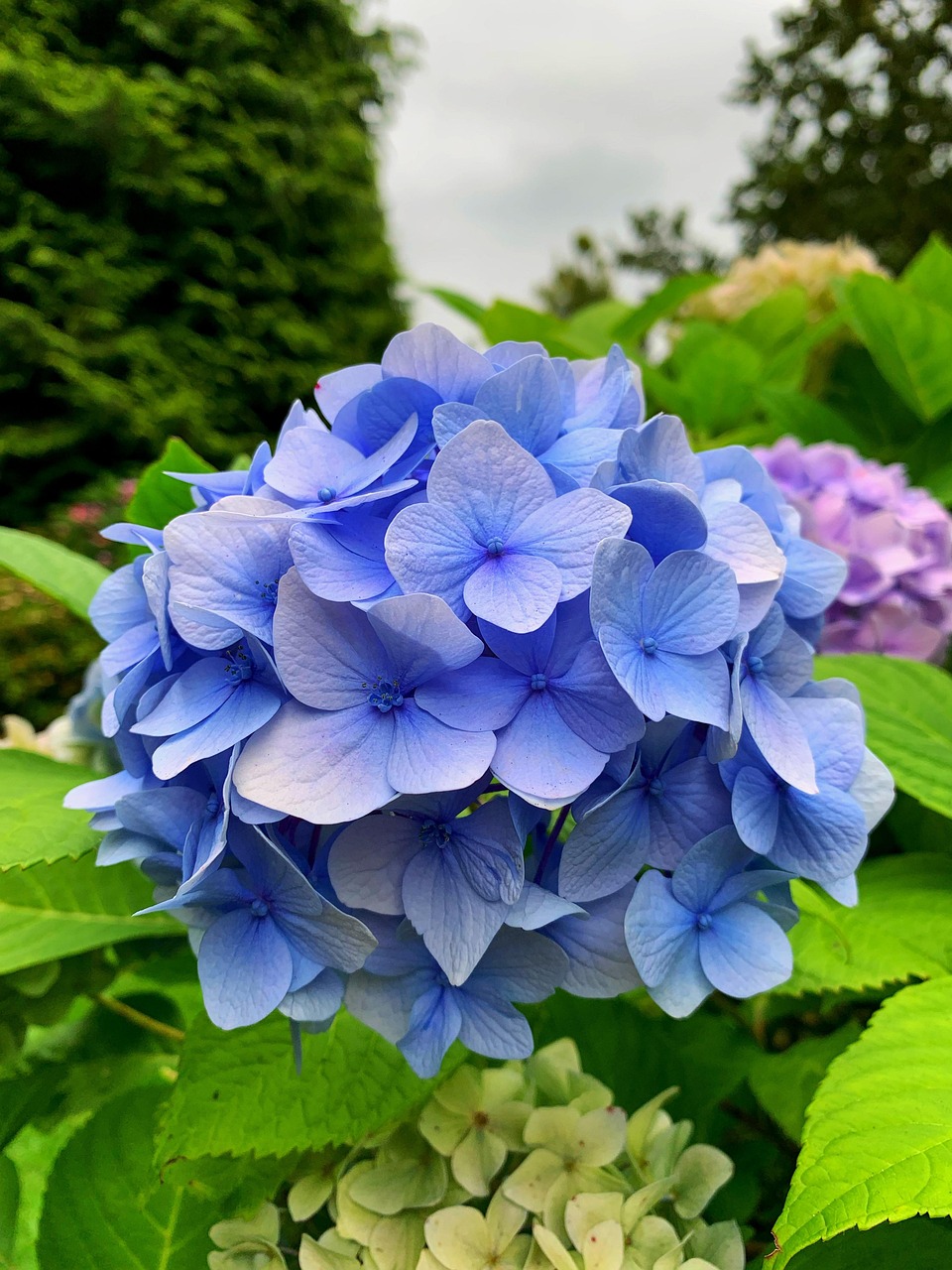 Hydrangea Bunga-Bunga Tanaman - Foto gratis di Pixabay - Pixabay