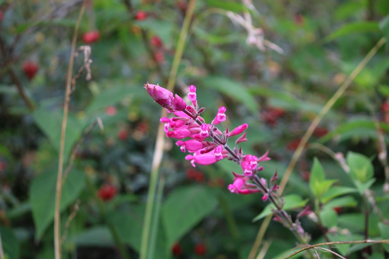 Lupine Lupinus Pink Flowers - Free photo on Pixabay