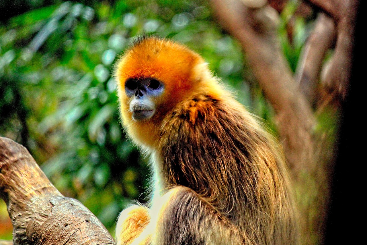 Monkey Animal Primate - Free photo on Pixabay - Pixabay