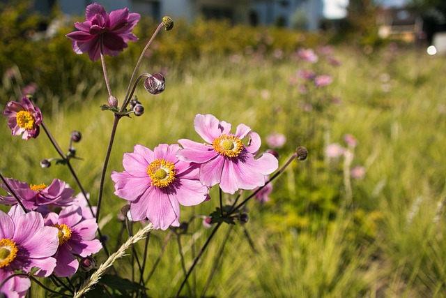 Japanese Anemone Flowers Plant - Free photo on Pixabay
