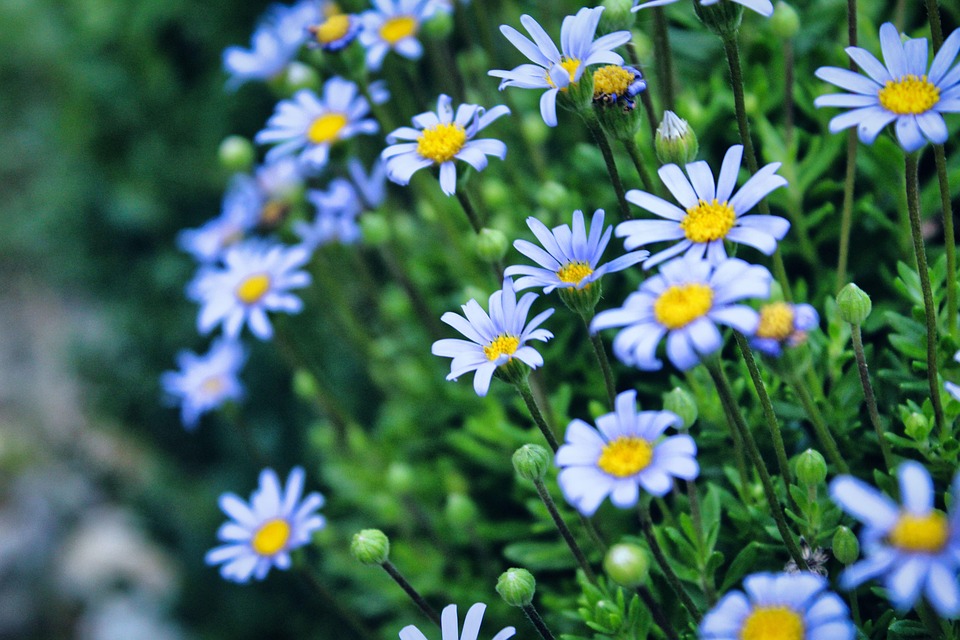 Felicia Blue Flowers
