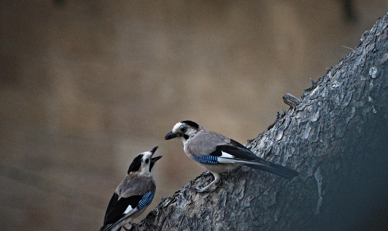 Pájaros Del Sol Aves Aviar Fauna - Foto gratis en Pixabay - Pixabay