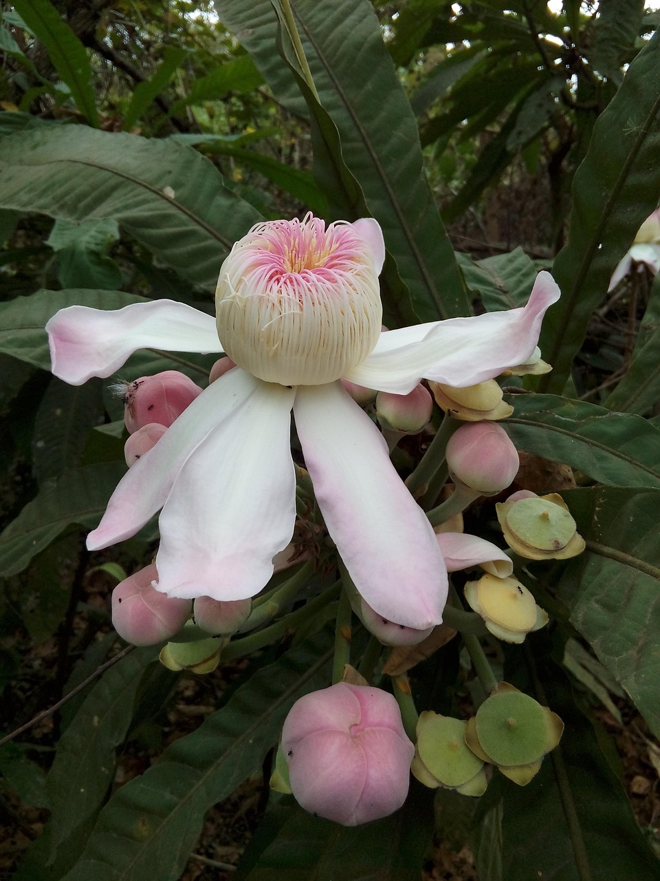 Flower Cocoon - Free photo on Pixabay - Pixabay