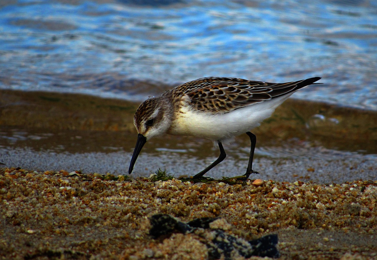 Western Sandpiper Bird - Free photo on Pixabay