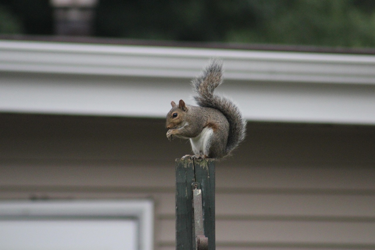 Animal Squirrel Mammal - Free photo on Pixabay