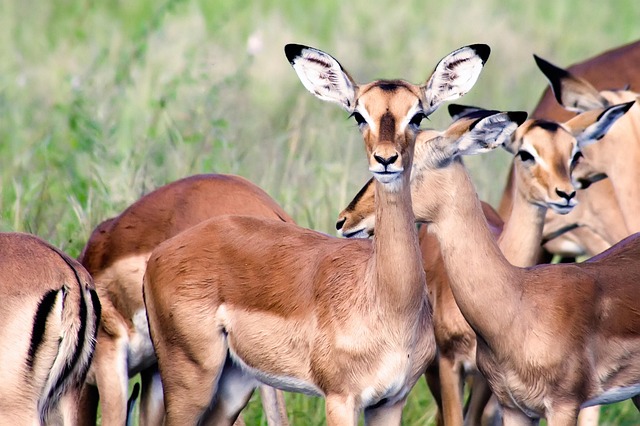 1,000+ Free Impala Antelope & Impala Images - Pixabay