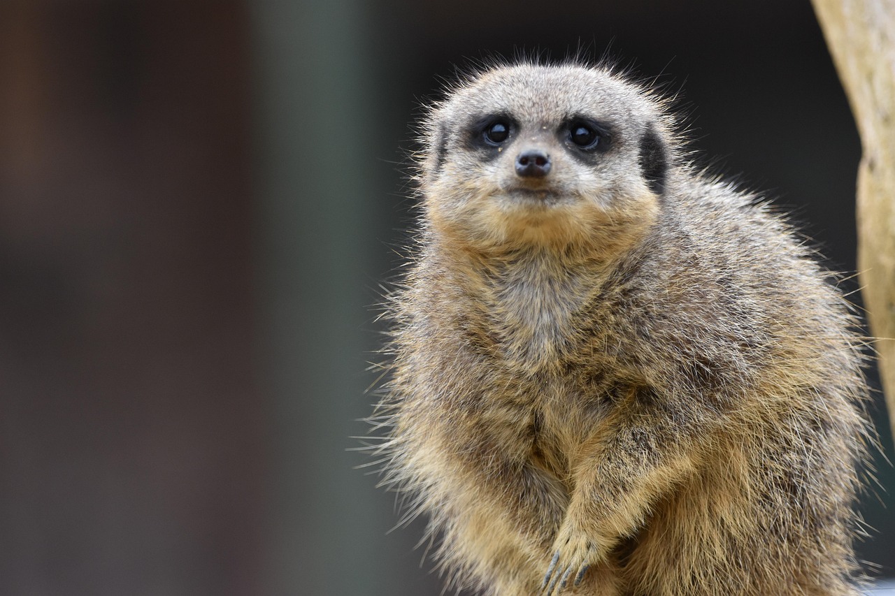 Suricata Animal Fauna Silvestre - Foto gratis en Pixabay