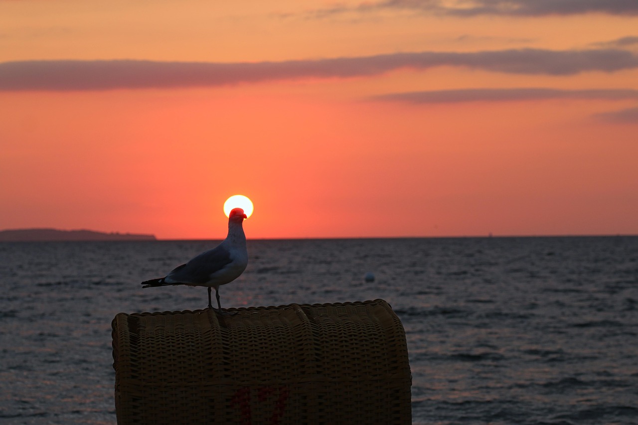 Sunset Beach Gull Free Photo On Pixabay Pixabay Sunset Beach Gull Free Photo On Pixabay Pixabay