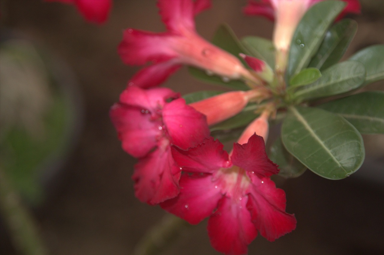 Desert Roses Cacoal Rondônia - Free photo on Pixabay - Pixabay