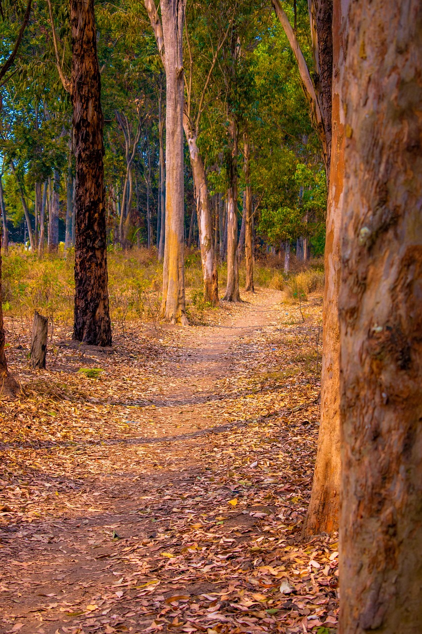 Path Trail Forest - Free photo on Pixabay