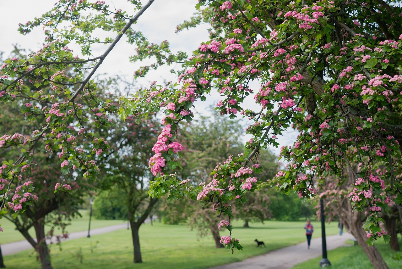 Jardin Parc Londres Le - Photo gratuite sur Pixabay - Pixabay