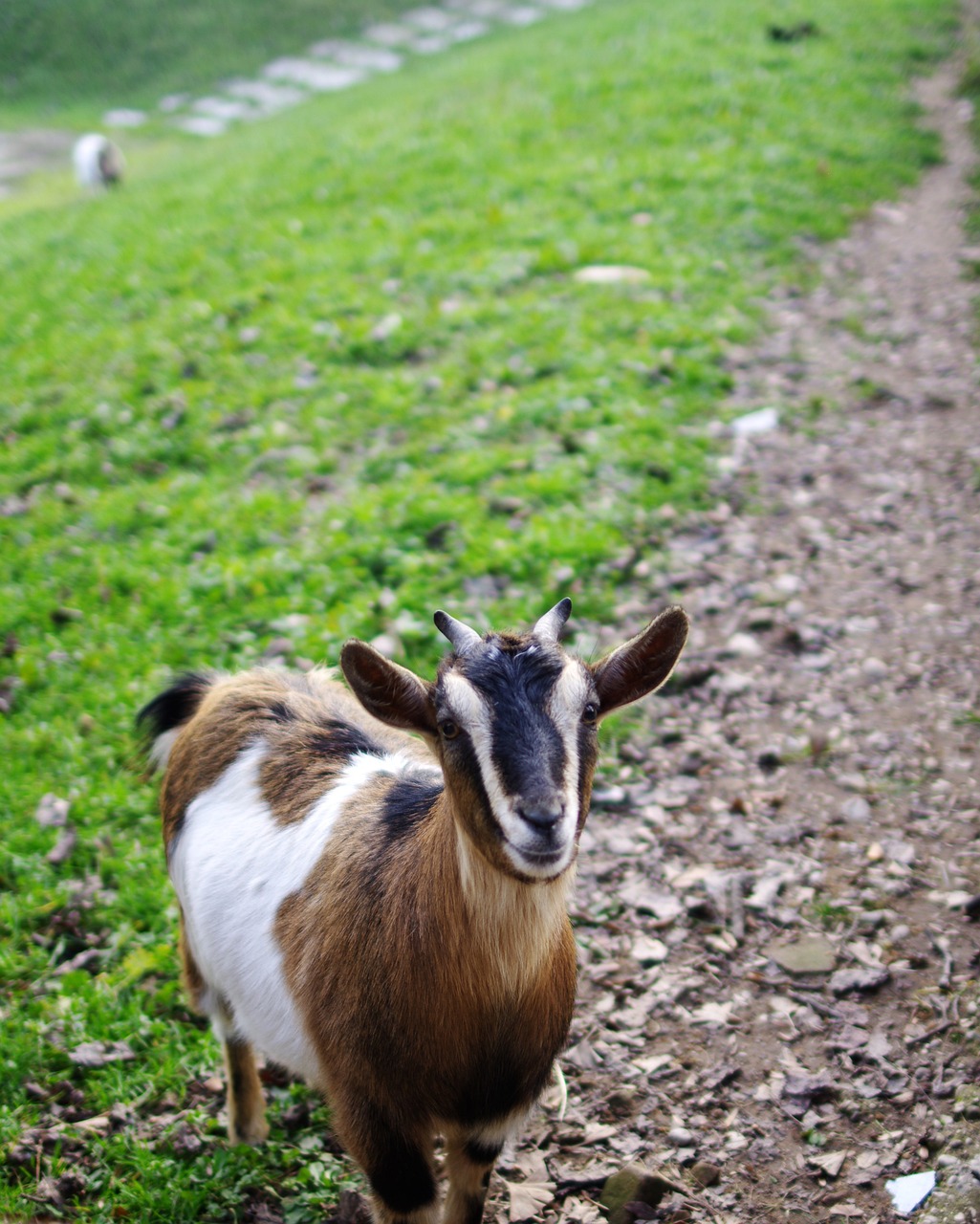 Animal Cabra Gado - Foto gratuita no Pixabay - Pixabay