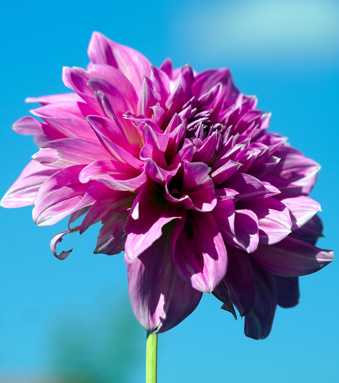 Dahlia Bunga Tanaman Merah - Foto gratis di Pixabay - Pixabay