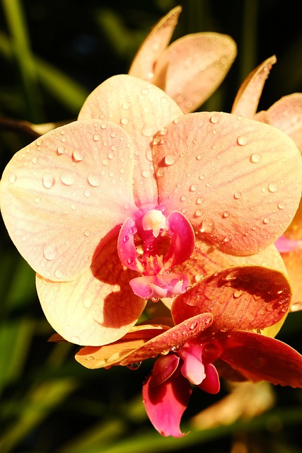 Doritaenopsis Flowers Dew - Free photo on Pixabay