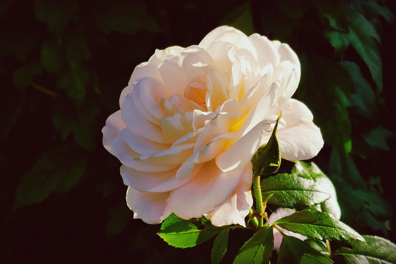 Flower Rose Nature - Free photo on Pixabay