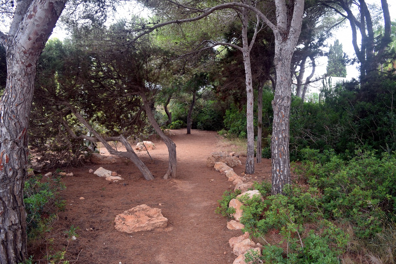Path Trees Landscape - Free photo on Pixabay - Pixabay