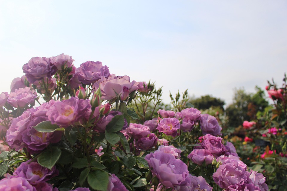 Rose Mauve - Photo gratuite sur Pixabay - Pixabay