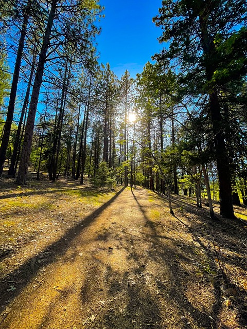 Forêt Californie Nature - Photo gratuite sur Pixabay - Pixabay