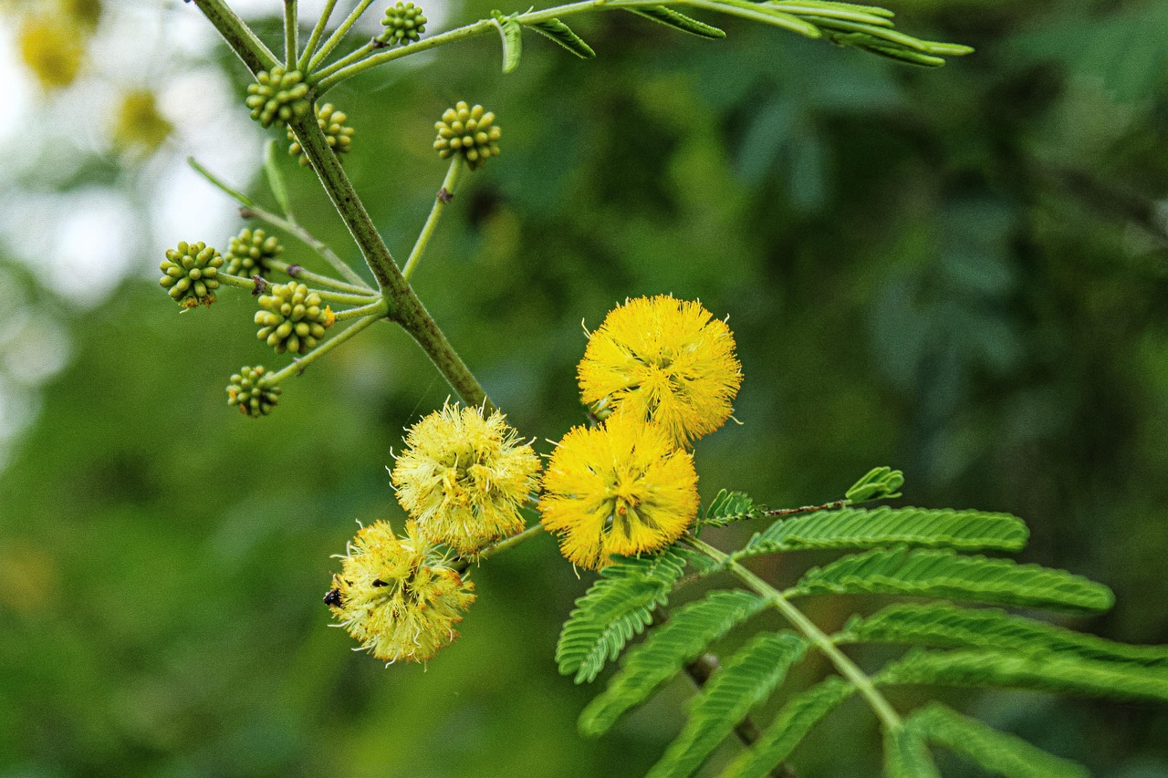 Yellow Flowers Wildflowers Nature - Free photo on Pixabay - Pixabay