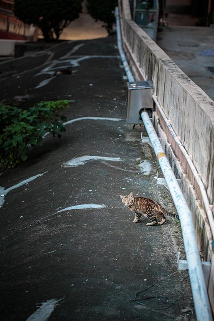 Street Cat Stray - Free photo on Pixabay - Pixabay
