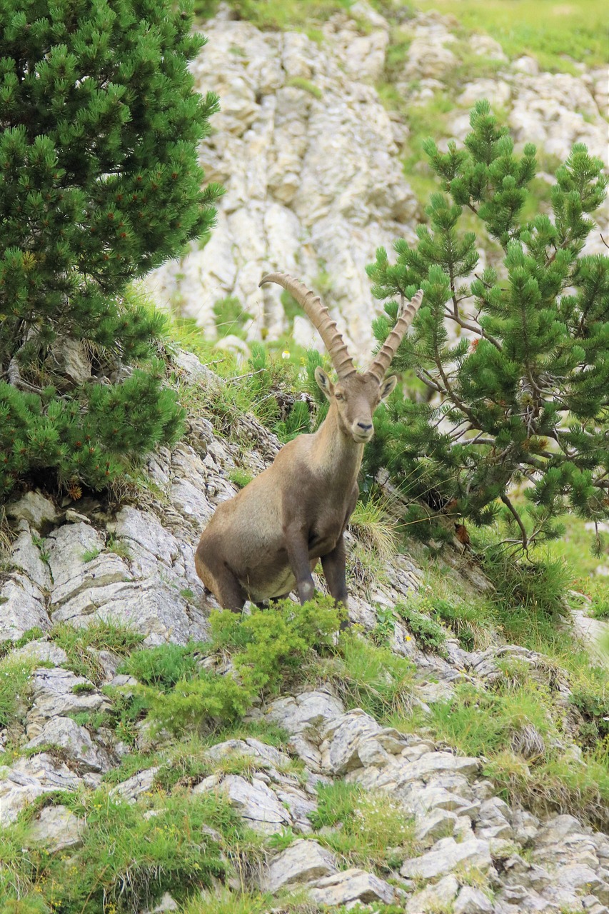 Animal Ibex Animais Selvagens - Foto gratuita no Pixabay - Pixabay