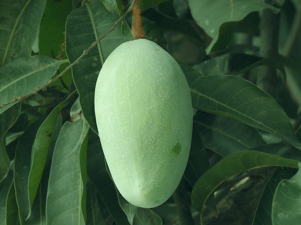 Mango Fruit Raw Green - Free photo on Pixabay