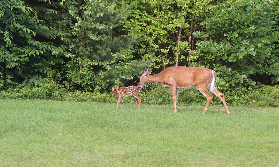 Deer Fawn Wildlife - Free photo on Pixabay - Pixabay