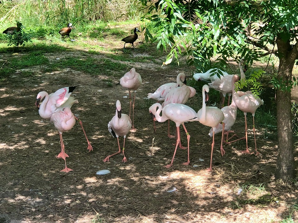 Flamingos Natureza Pássaros - Foto gratuita no Pixabay - Pixabay