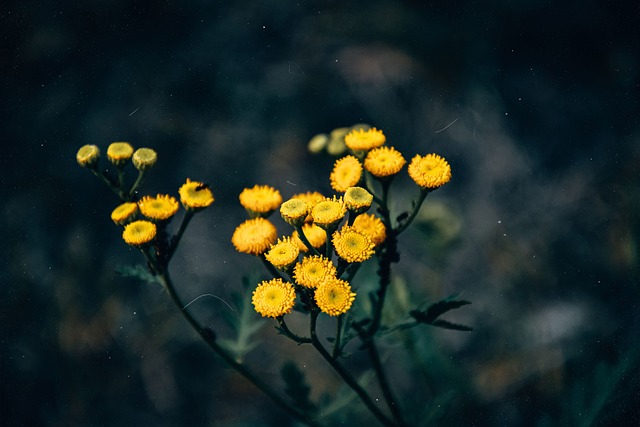 Bunga-Bunga Alam Botani - Foto gratis di Pixabay - Pixabay