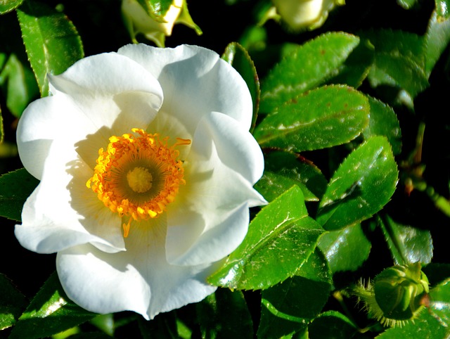 Cherokee Rose White Flower Garden - Free photo on Pixabay