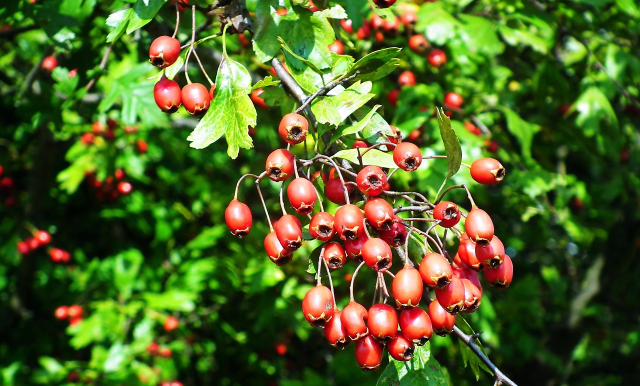 Espinheiro Alvar Frutas Filiais - Foto gratuita no Pixabay - Pixabay