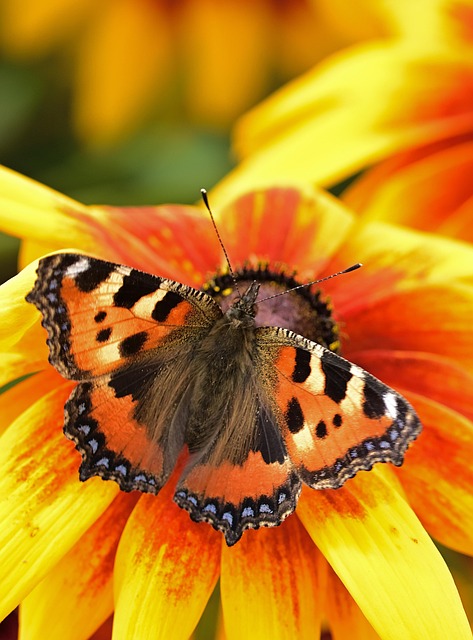Papillon Petit Renard Coneflower - Photo gratuite sur Pixabay - Pixabay