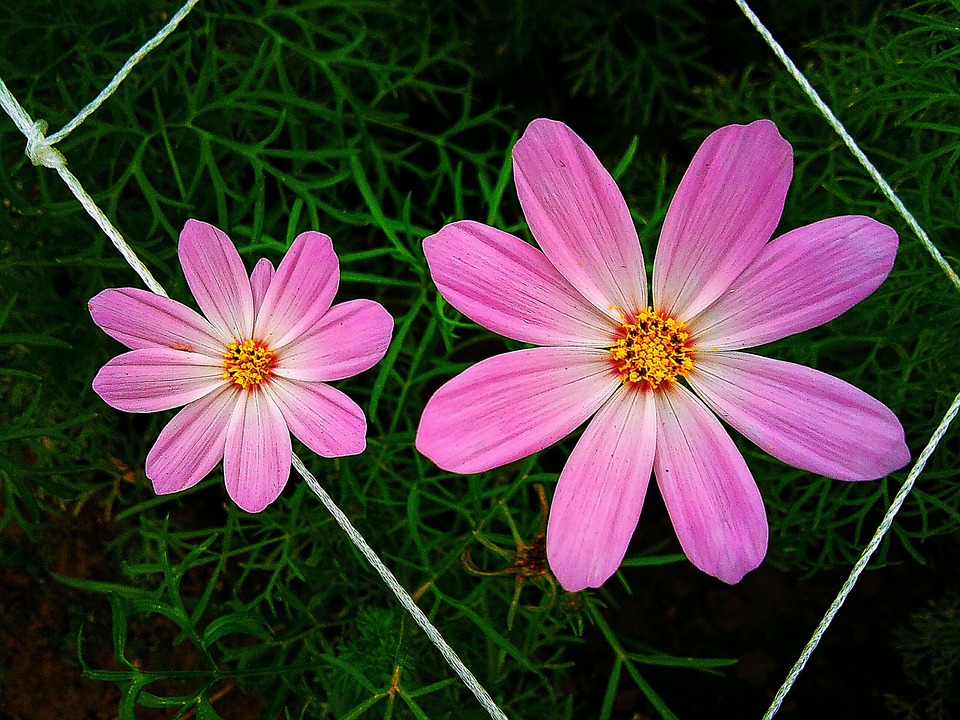 Gerbera Fleur Violet - Photo gratuite sur Pixabay
