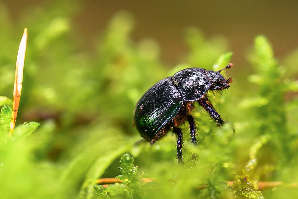 Beetle Insect Dung - Free photo on Pixabay