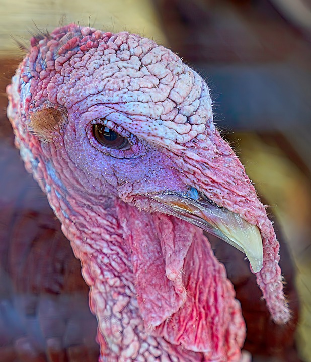 Turkey Bird Poultry - Free photo on Pixabay - Pixabay