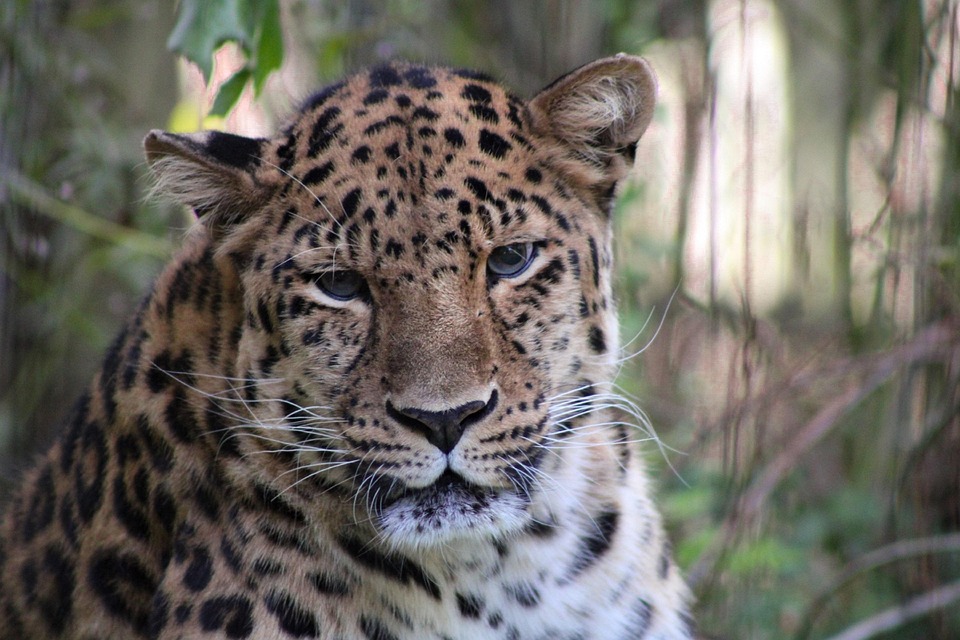 Leopard Tier Zoo - Kostenloses Foto auf Pixabay - Pixabay
