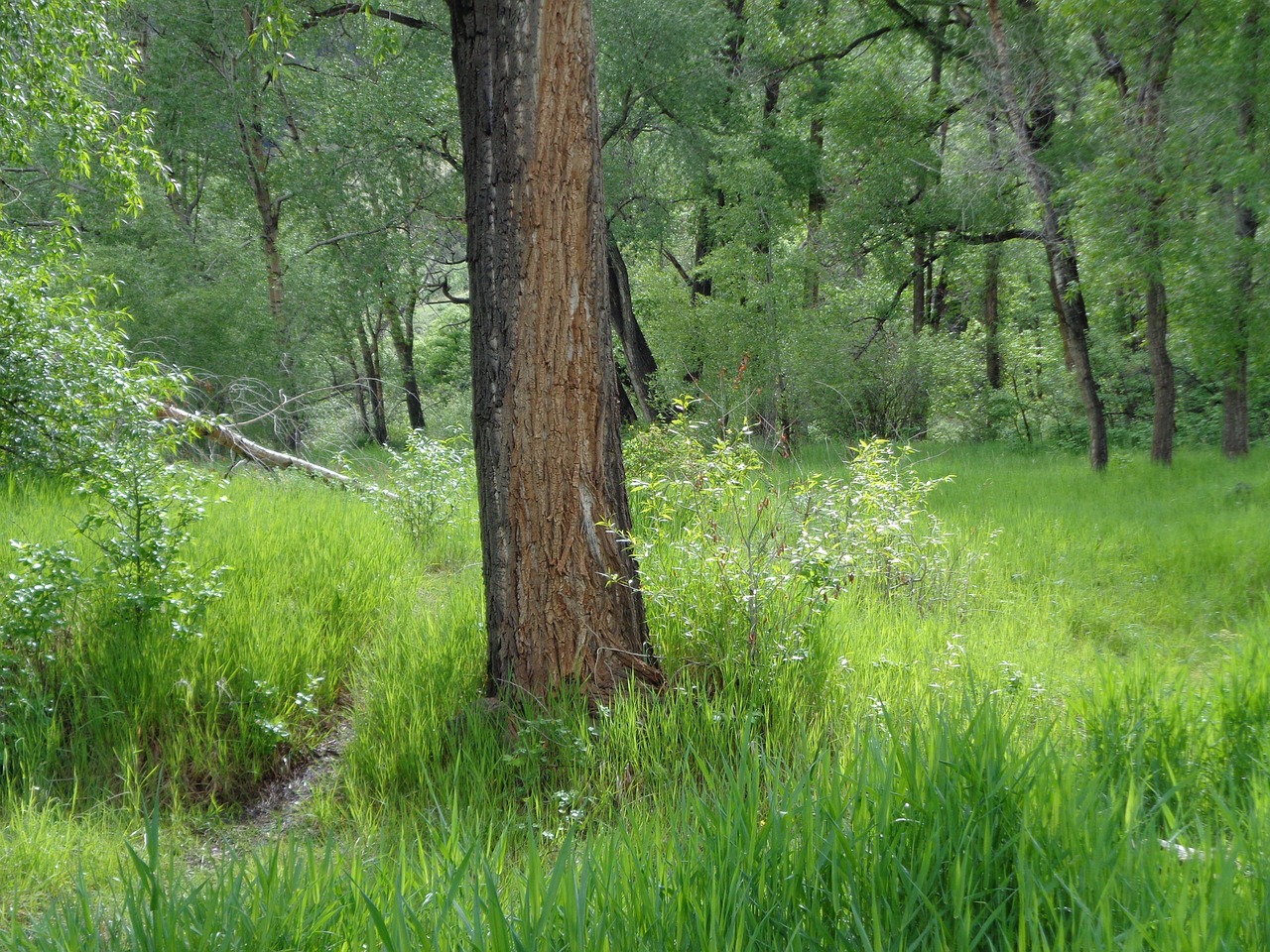 Árboles Bosque Naturaleza - Foto gratis en Pixabay - Pixabay