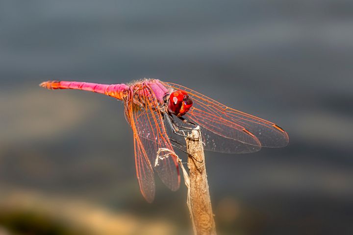 20+ Free Violet Dropwing & Dragonfly Images - Pixabay