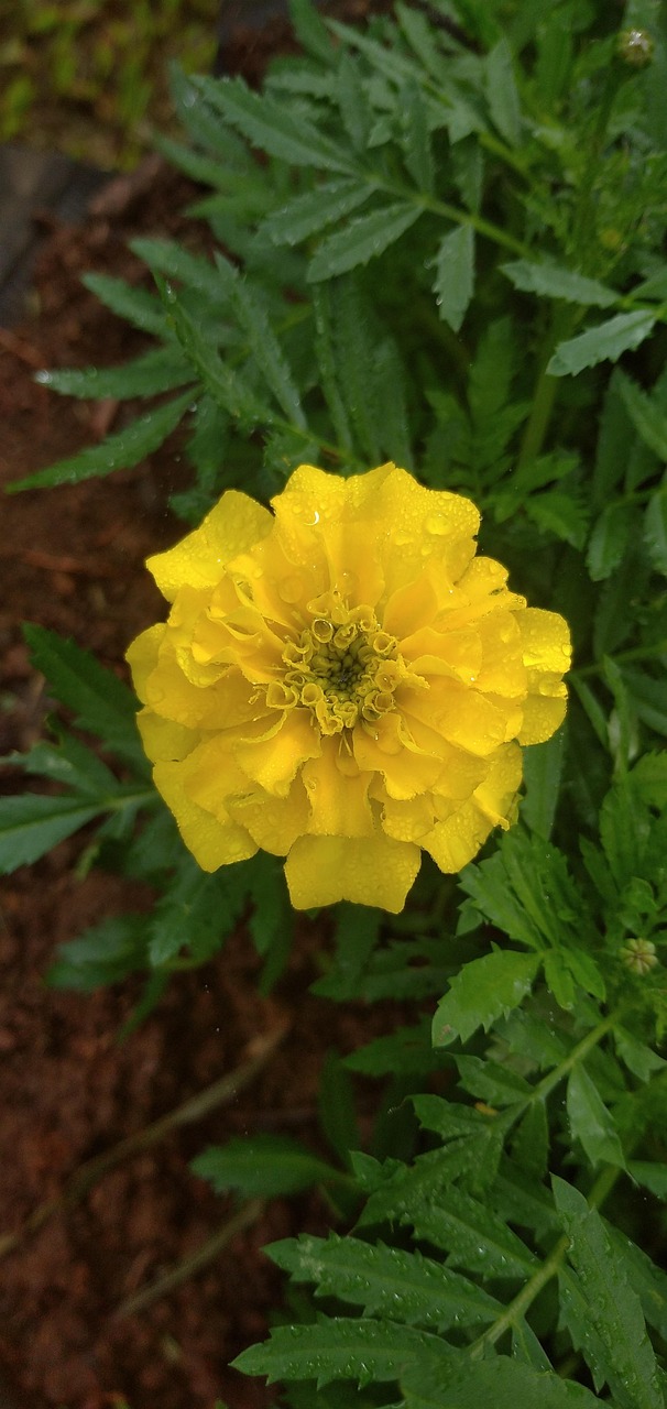 Blume Natur - Kostenloses Foto auf Pixabay - Pixabay