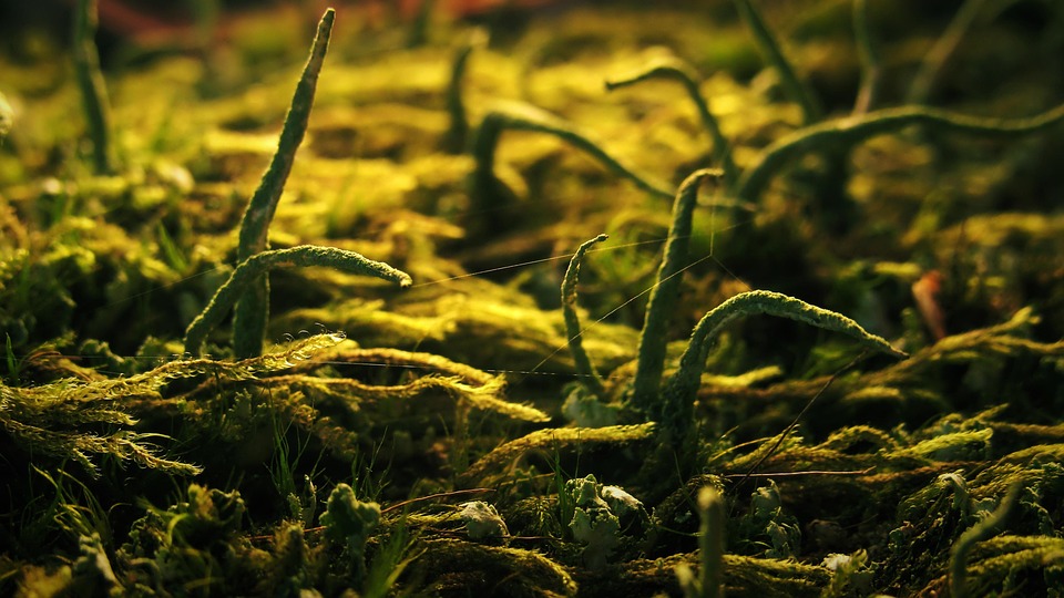 Moss Lichen Forest Floor - Free photo on Pixabay