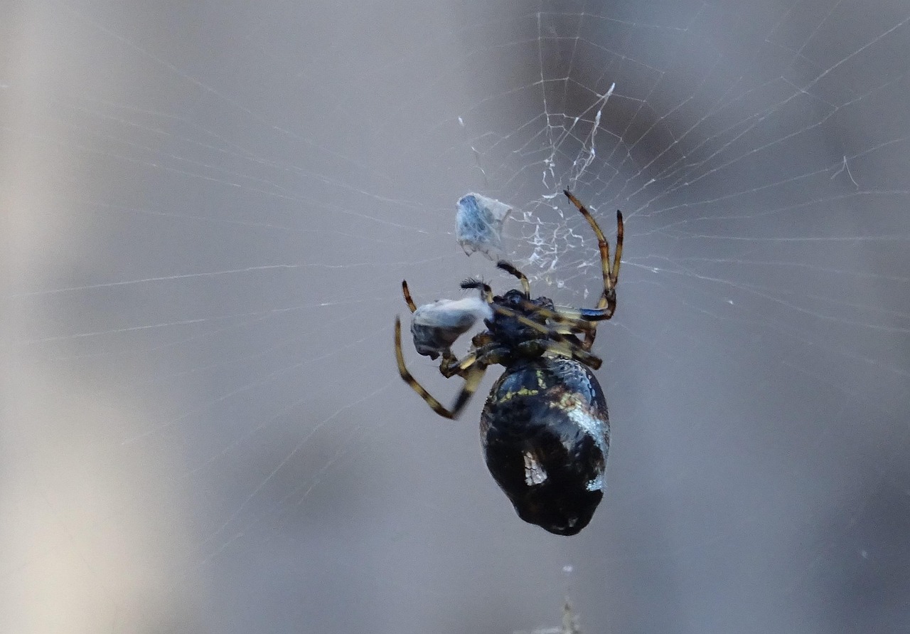 Araignée Réseau - Photo gratuite sur Pixabay - Pixabay
